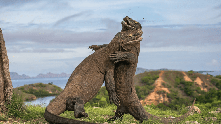 Komodo Island Animals - Complete List of Wildlife in Komodo